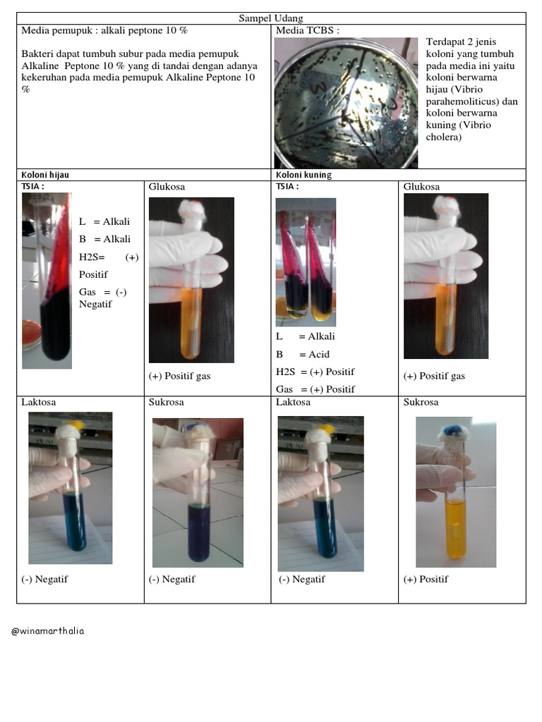 Uji Mikrobiologi Sampel Udang | PDF