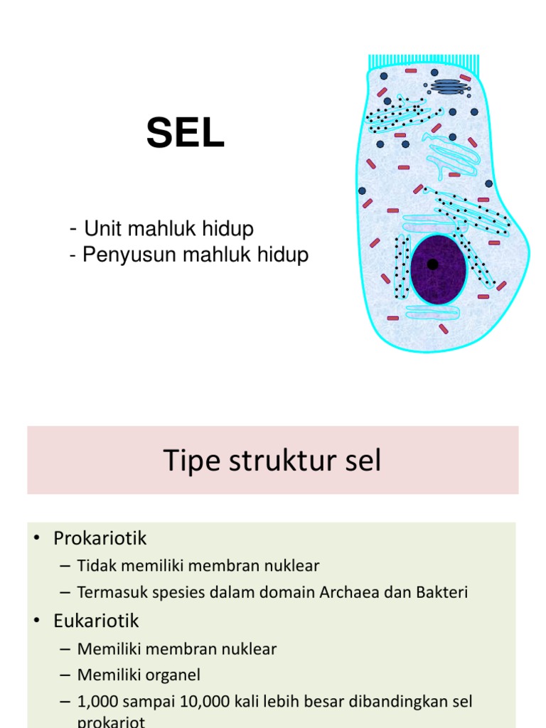 Sel | PDF