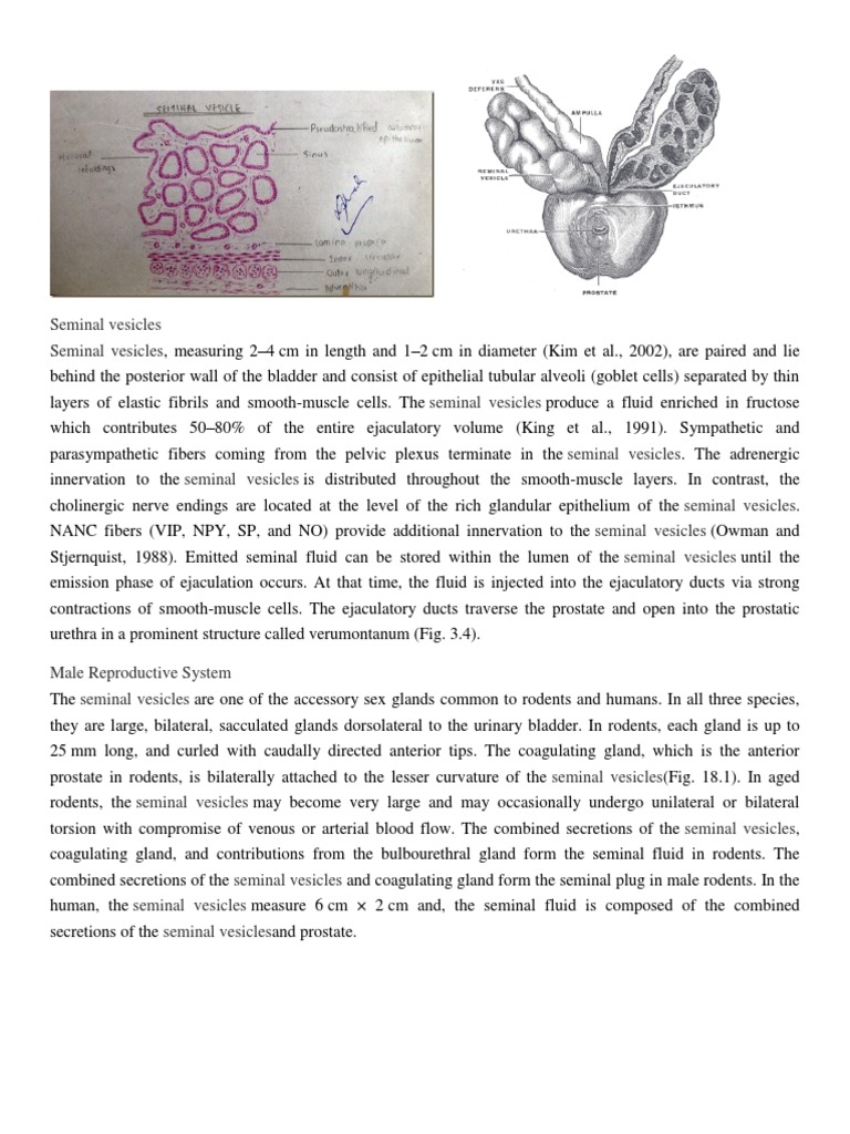 Seminal | PDF | Anatomy | Genitourinary System