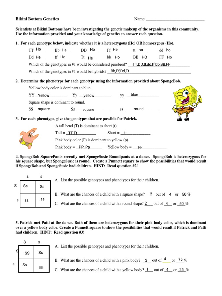 Spongebob Genetics 1 | PDF | Dominance (Genetics) | Genotype