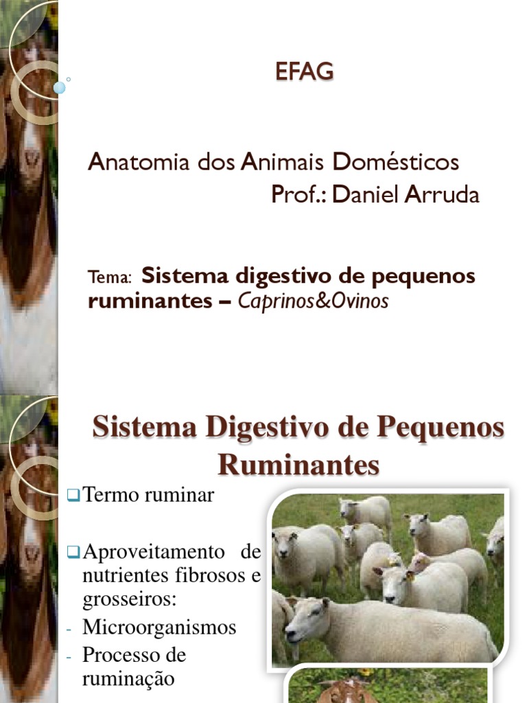 Aula 01 Sistema Digestivo de Pequenos Ruminantes | Sistema Digestivo ...