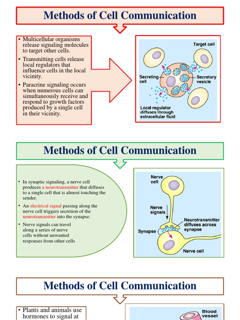 Cell Communication Methods Explained | PDF | Cell Signaling | Signal ...