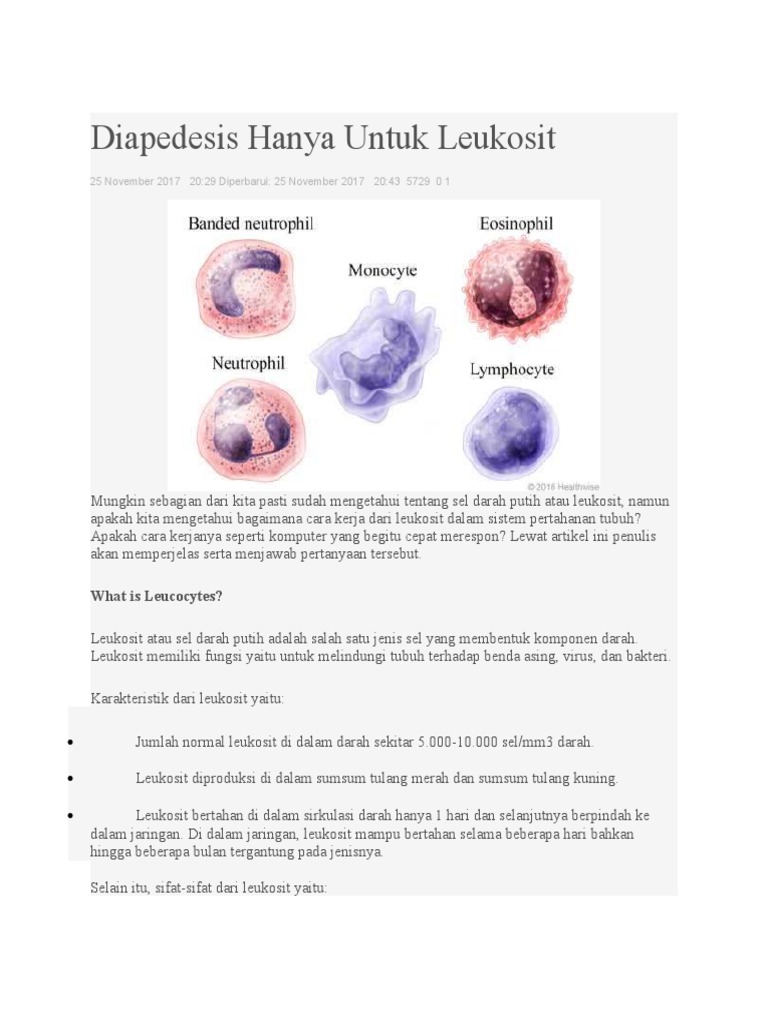 Diapedesis Hanya Untuk Leukosit | PDF