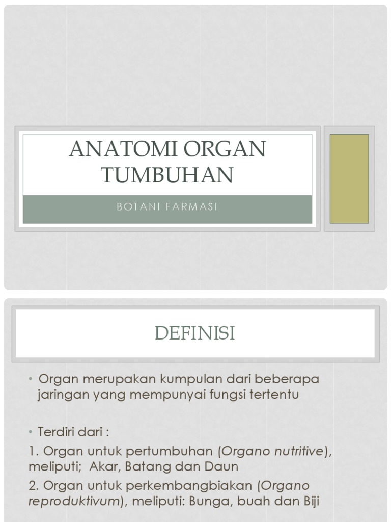 Anatomi Organ Akar | PDF