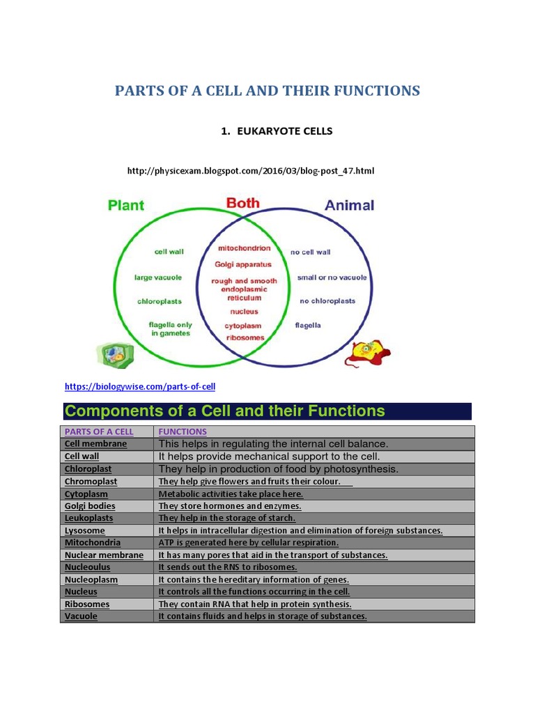Components of A Cell and Their Functions | PDF | Cell (Biology ...