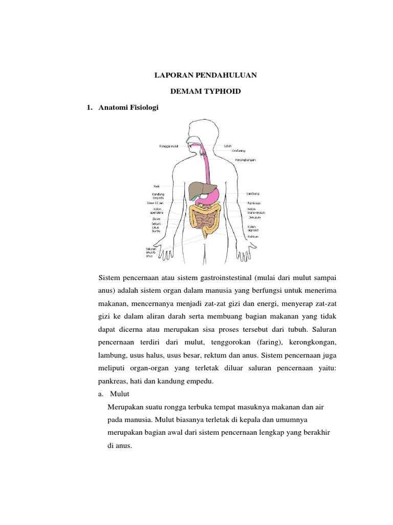 LP Demam Typhoid | PDF