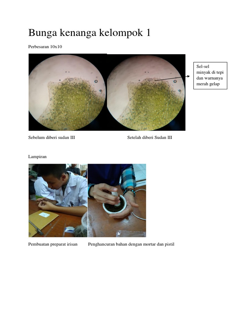 Bunga Kenanga Kelompok 1 | PDF