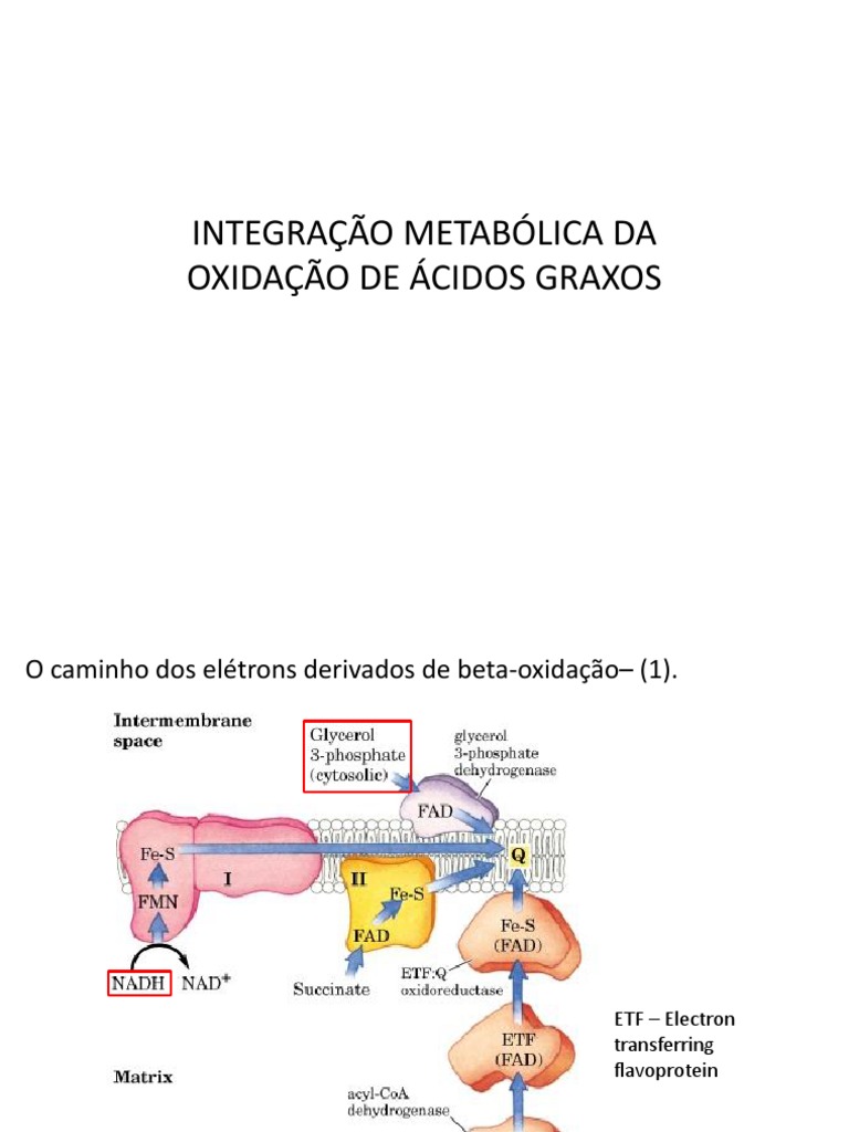 Aula 3.9 Beta_oxidação Regulação | Ciclo do Ácido Cítrico | Ciências da ...