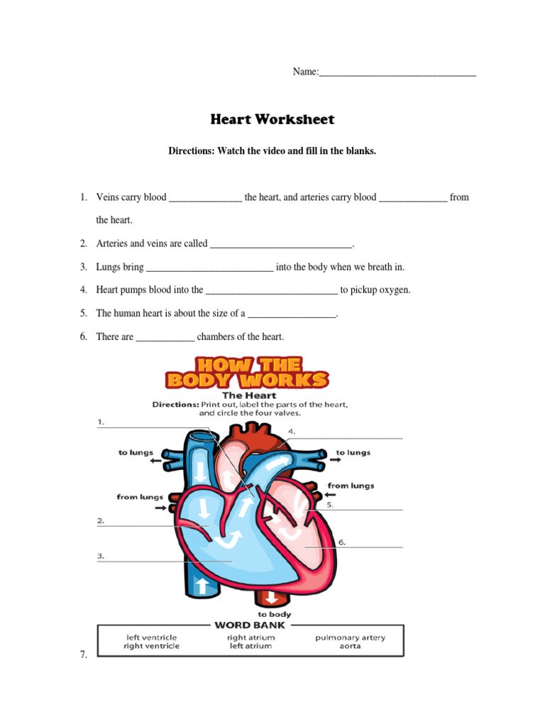 Heart Worksheet: Directions: Watch The Video and Fill in The Blanks ...