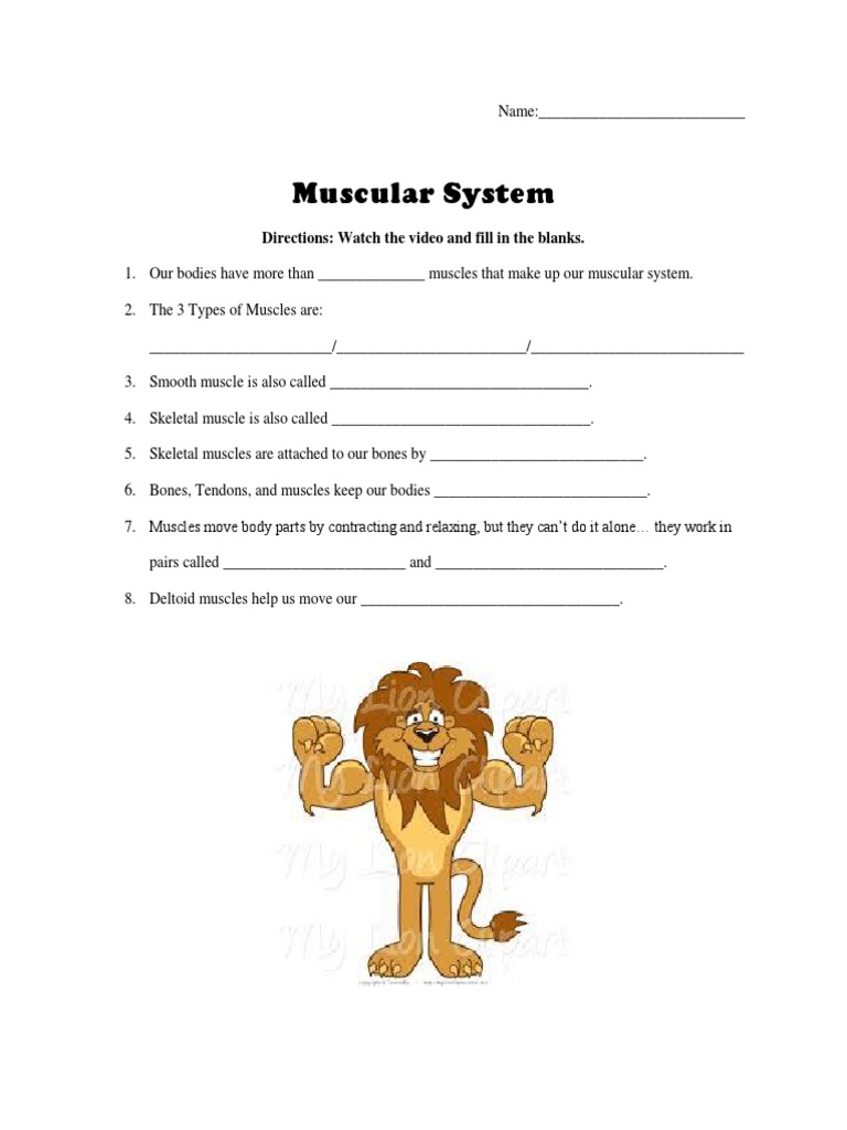 Muscular System Worksheet | PDF
