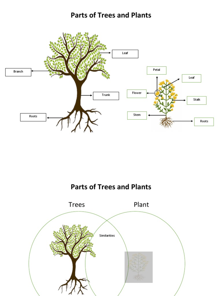 Parts of Trees and Plants Diagram | PDF | Science & Mathematics