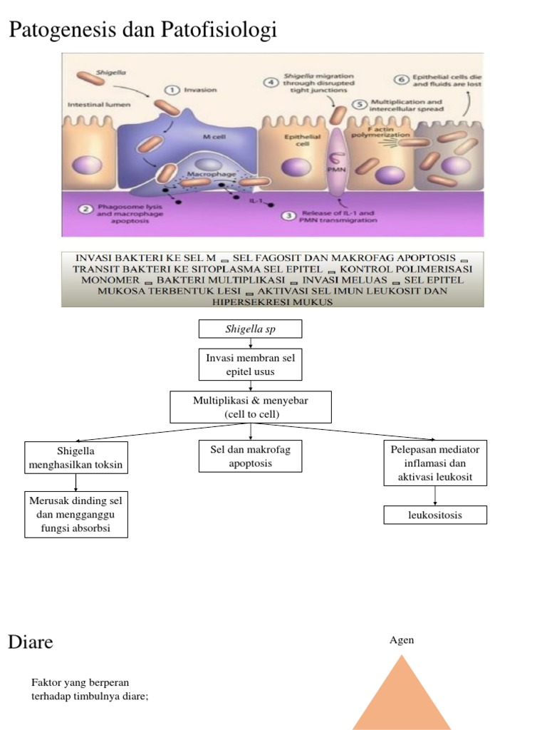 Patogenesis Dan Patofisiologi Diare Disentr Pia Ajijah | PDF