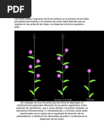 Morfología de Inflorescencias Vascuales | PDF | Botánica | Ramas de la ...
