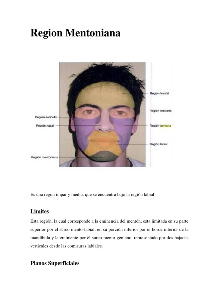 Anatomía de la Región Mentoniana | PDF | Anatomía de los primates ...