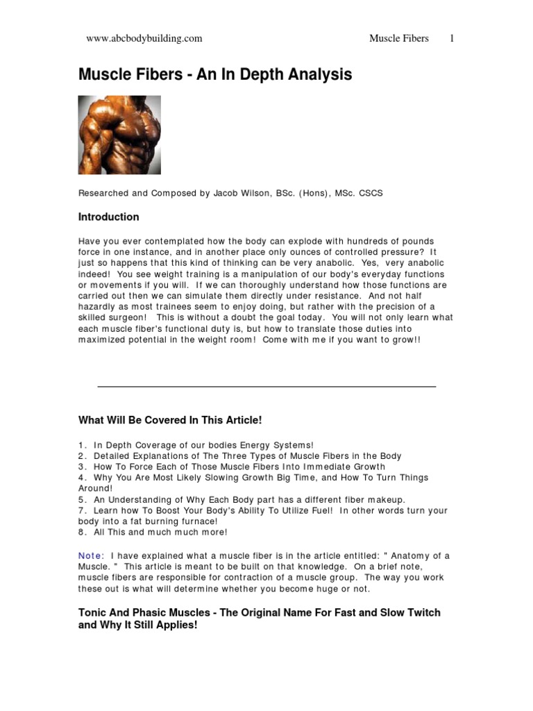 Muscle Fibers - An in Depth Analysis Part 1 - ABC Bodybuilding | PDF ...