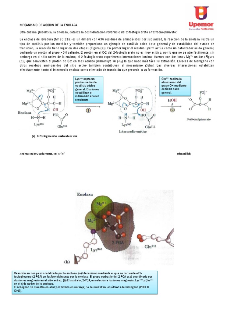EL MECANISMO DE ACCION DE LA ENOLASA.docx