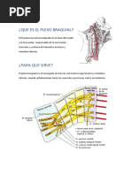 Nervio Mediano Anatomía, Origen, Ramos, Inervación Kenhub | PDF | Mano ...