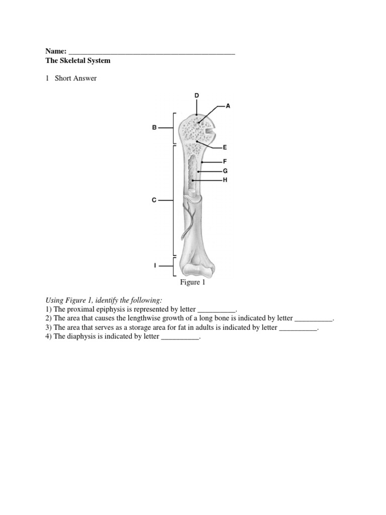 Assignment Quiz Skeletal Lab | PDF | Skeleton | Bone