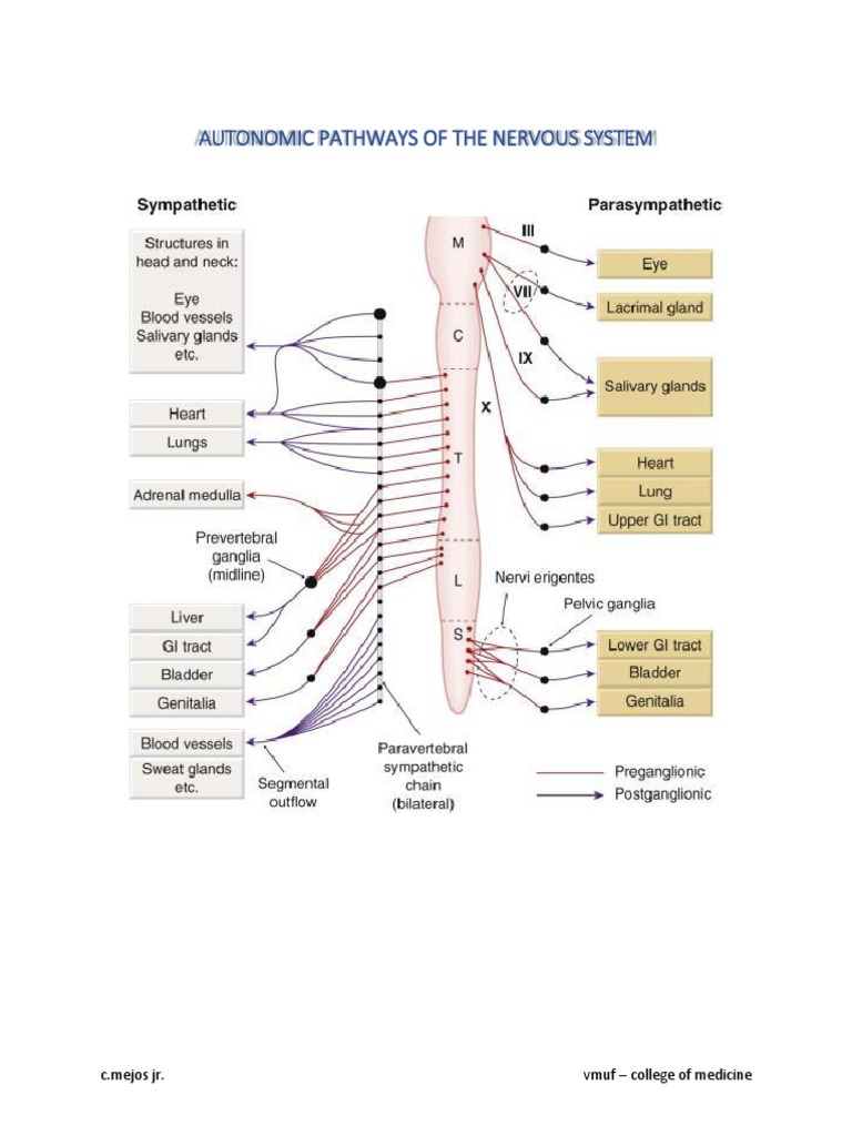Autonomic Pathways of The Nervous System | PDF | Science & Mathematics