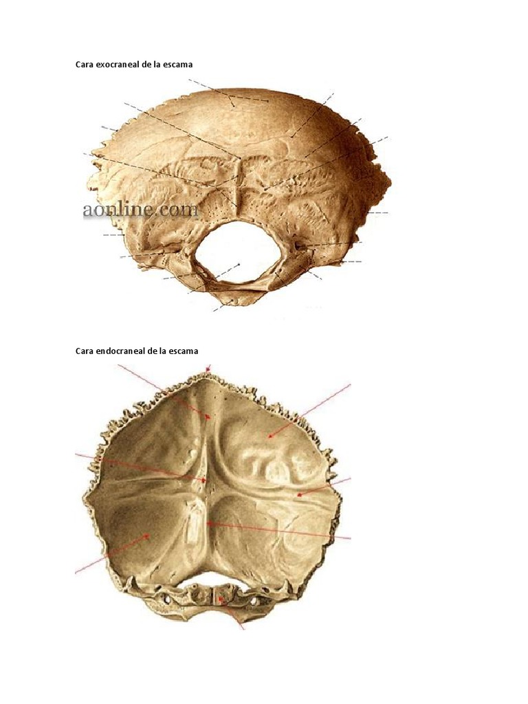 La anatomía interna y externa de la escama ósea: una descripción ...