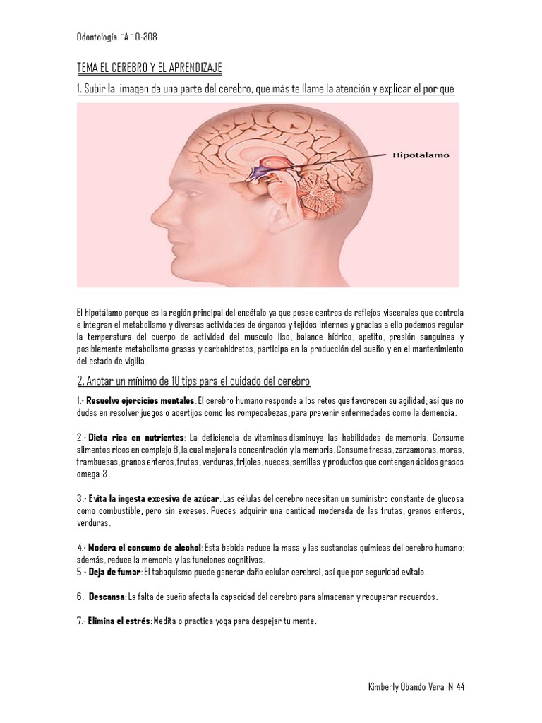 Tema El Cerebro Y El Aprendizaje Pdf Cerebro Memoria