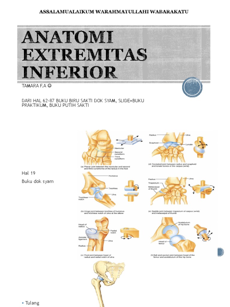 Tentiran Anatomi Extremitas Inferior | PDF