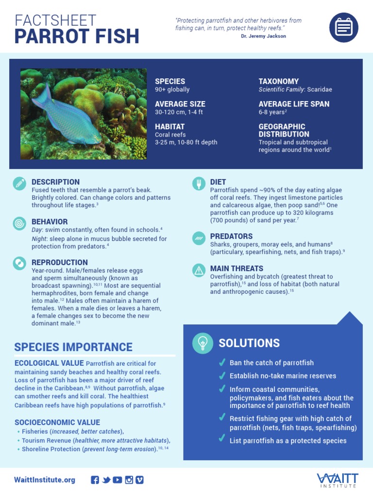Parrotfish | PDF | Organisms | Oceanography