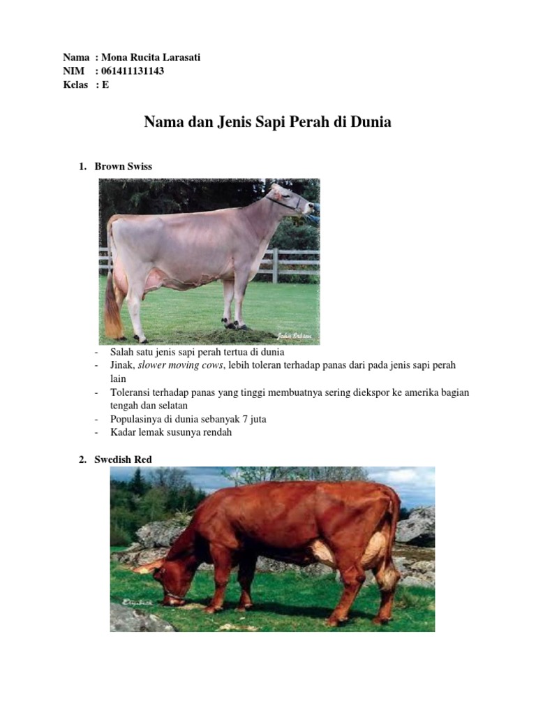Nama Dan Jenis Sapi Perah Di Dunia | PDF