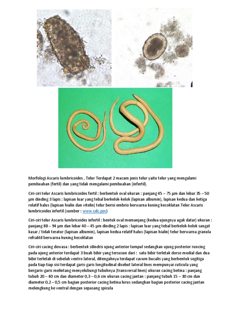 Morfologi Cacing | PDF