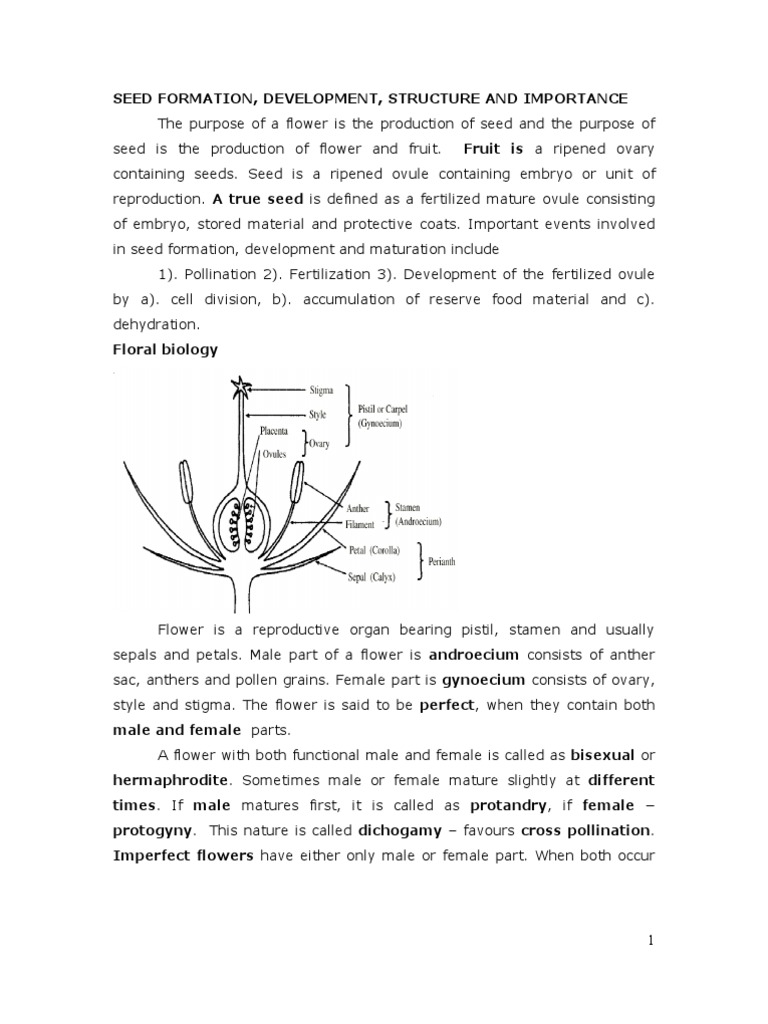 Seed Formation and Development | PDF | Seed | Fertilisation