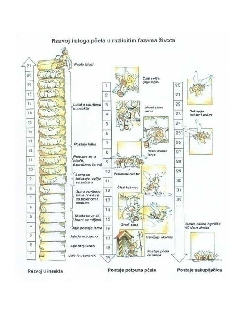 Pcele Razvoj | PDF