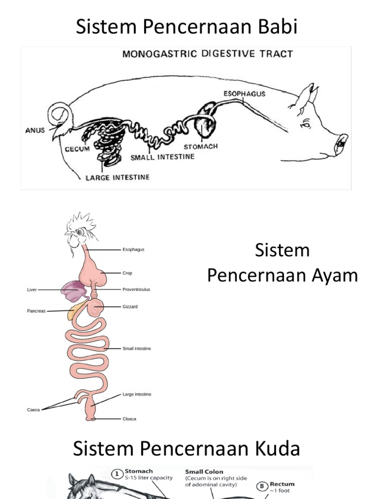 Sistem Pencernaan Babi, Ayam, Kuda, Kelinci | PDF