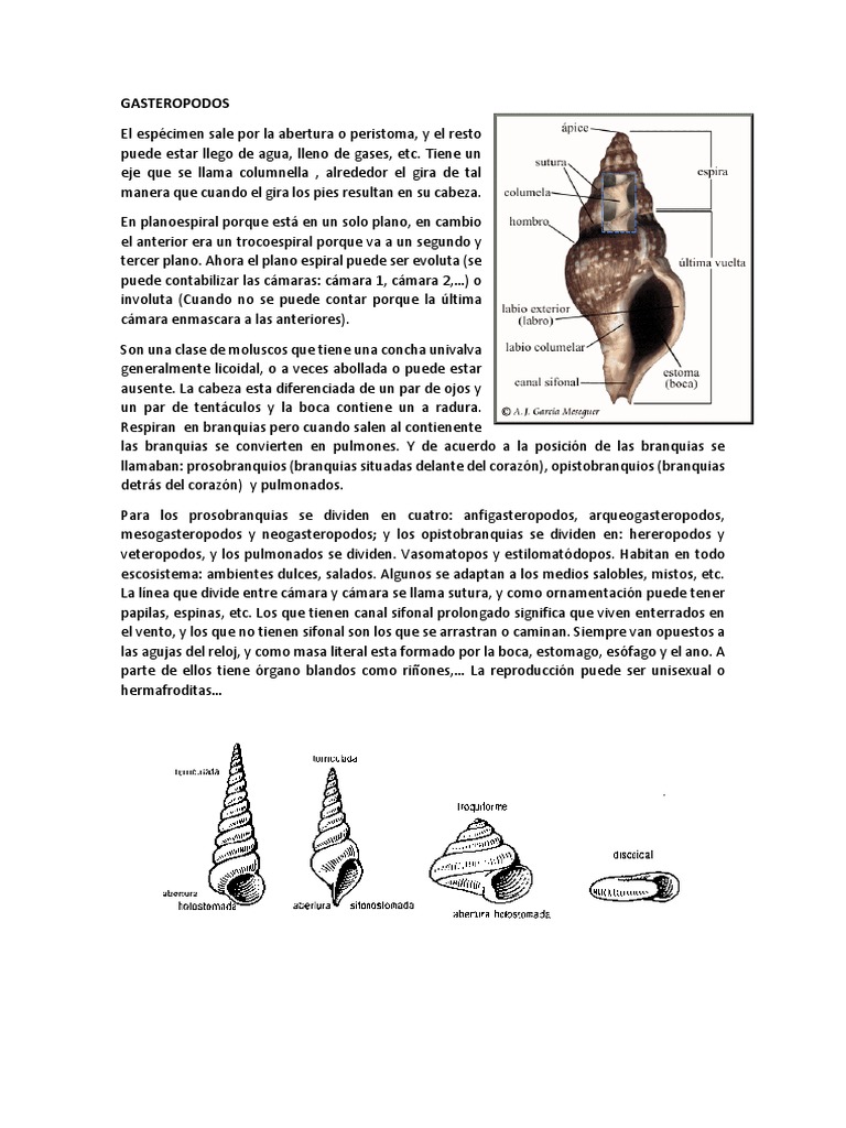 Gasterópodos: Estructura y Clasificación | PDF | Branquia | Organismos
