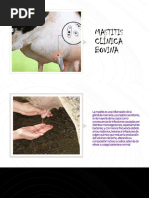 Mastitis Bovina | PDF | Leche | Inflamación