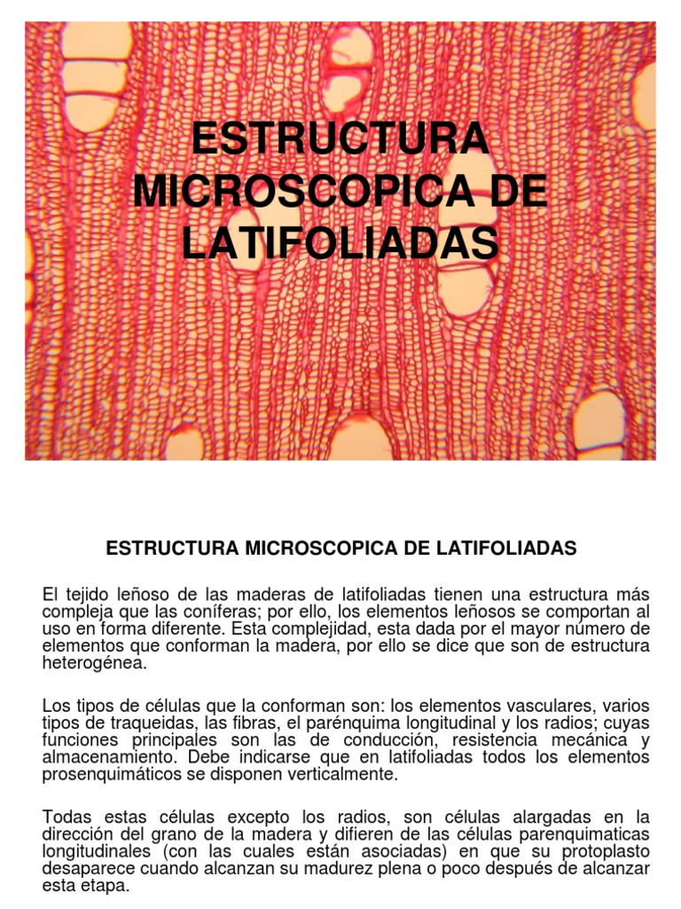Estructura Microscópica de Latifoliadas | PDF | Madera | Biología Celular)