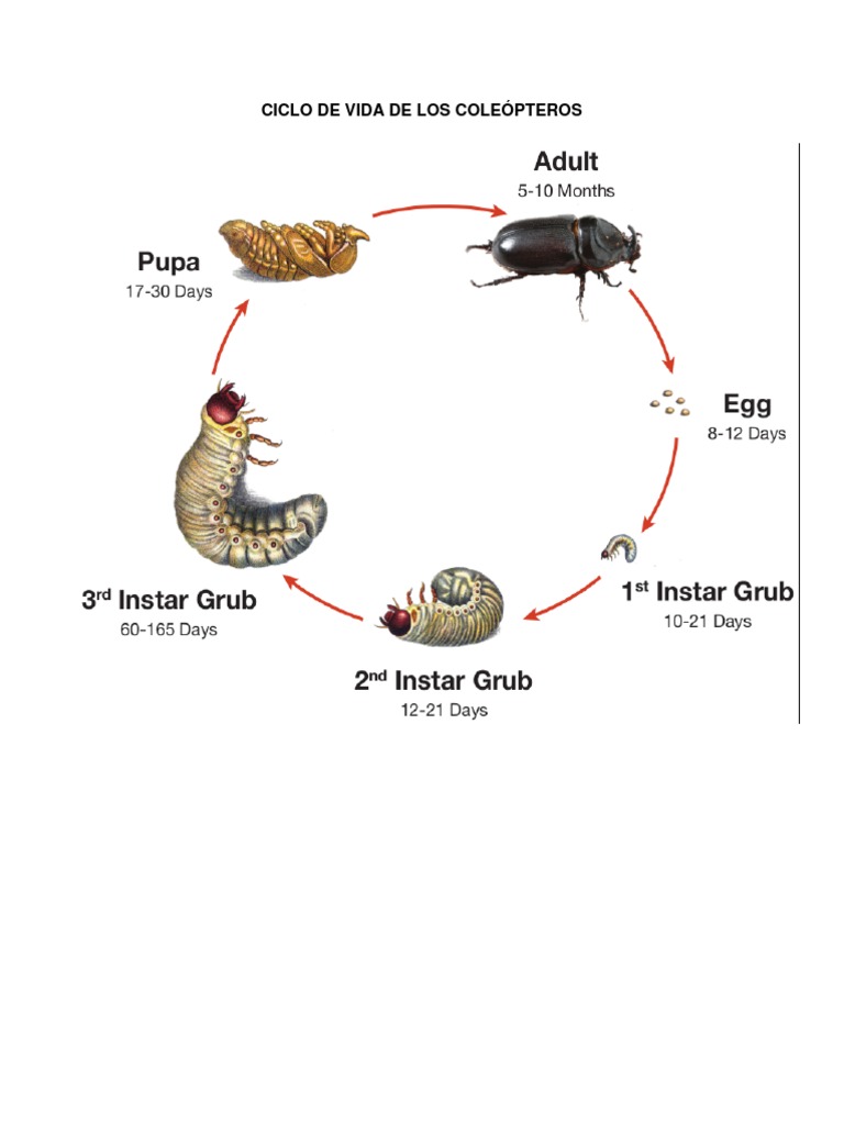 Ciclo de Vida de Los Insectos | PDF