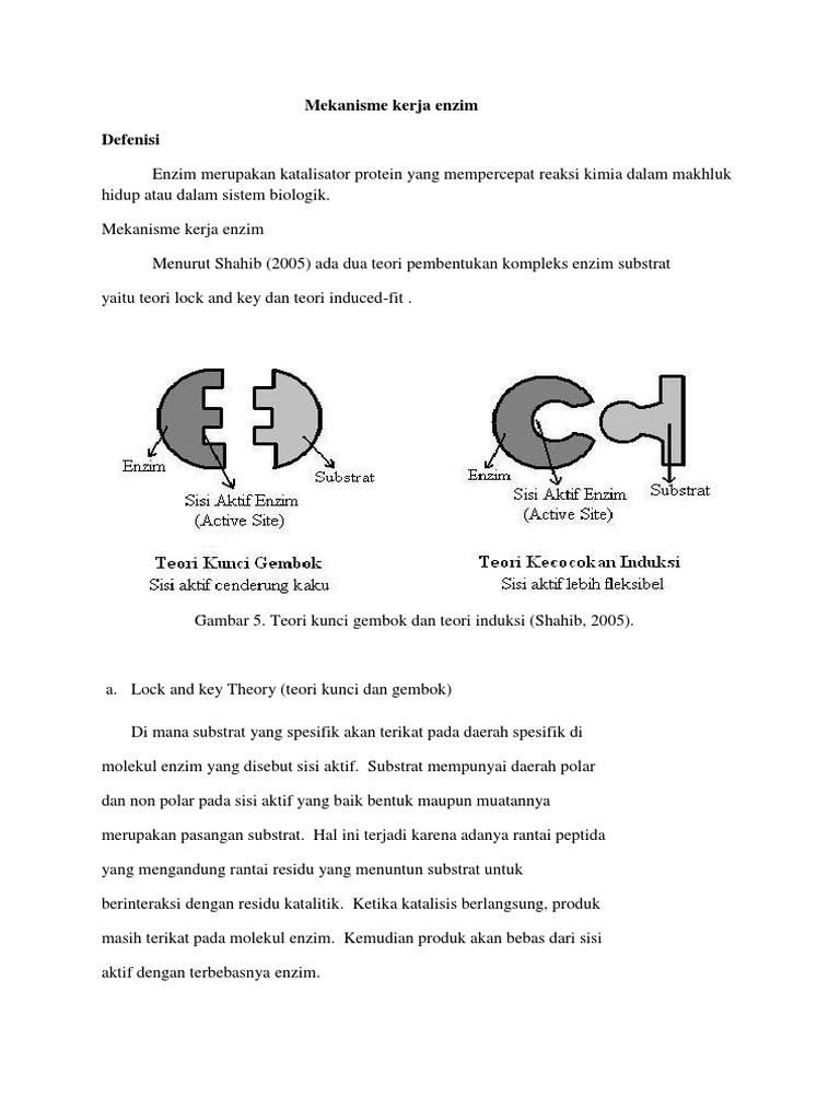Mekanisme Kerja Enzim | PDF