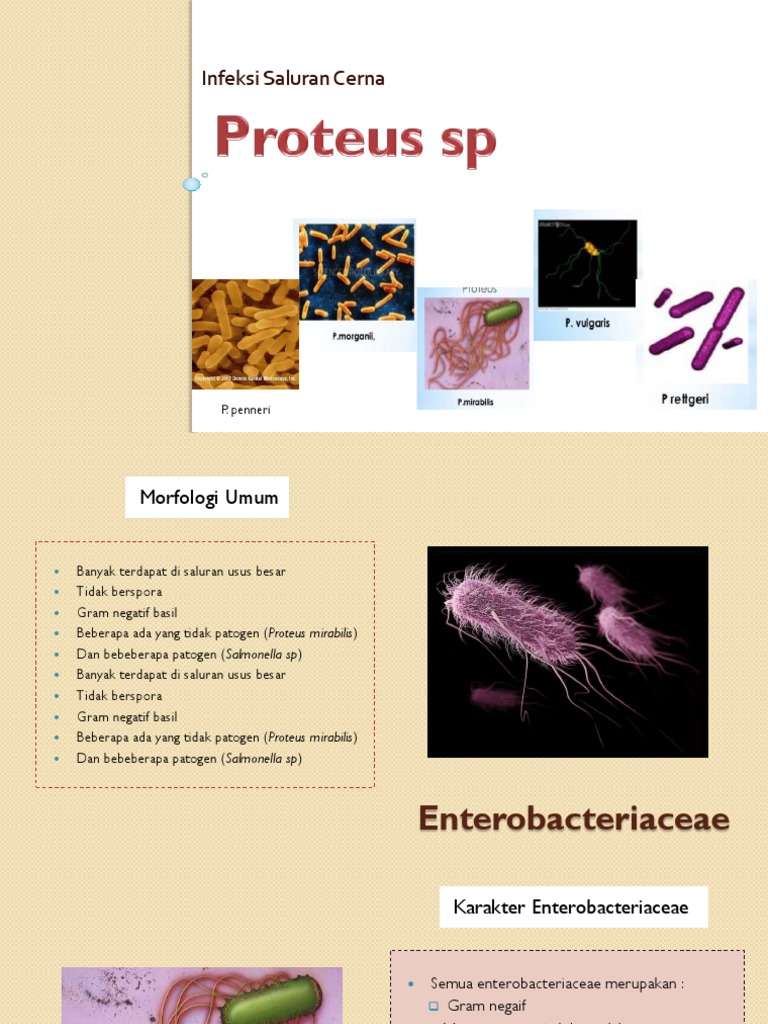 Proteus SP | PDF