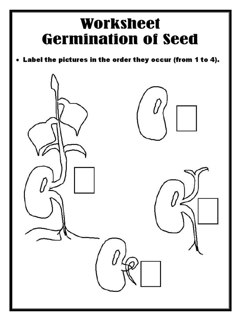 Worksheets Germination of Seed | PDF