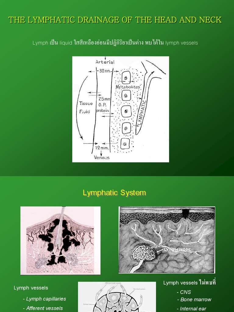 The Lymphatic Drainage of The Head and Neck | PDF | Neck | Lymphatic System