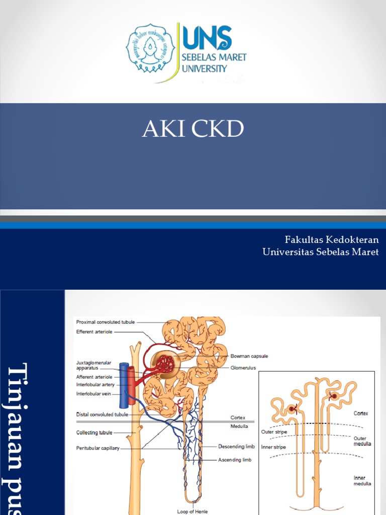 Aki - CKD | PDF | Urinary System | Diseases And Disorders