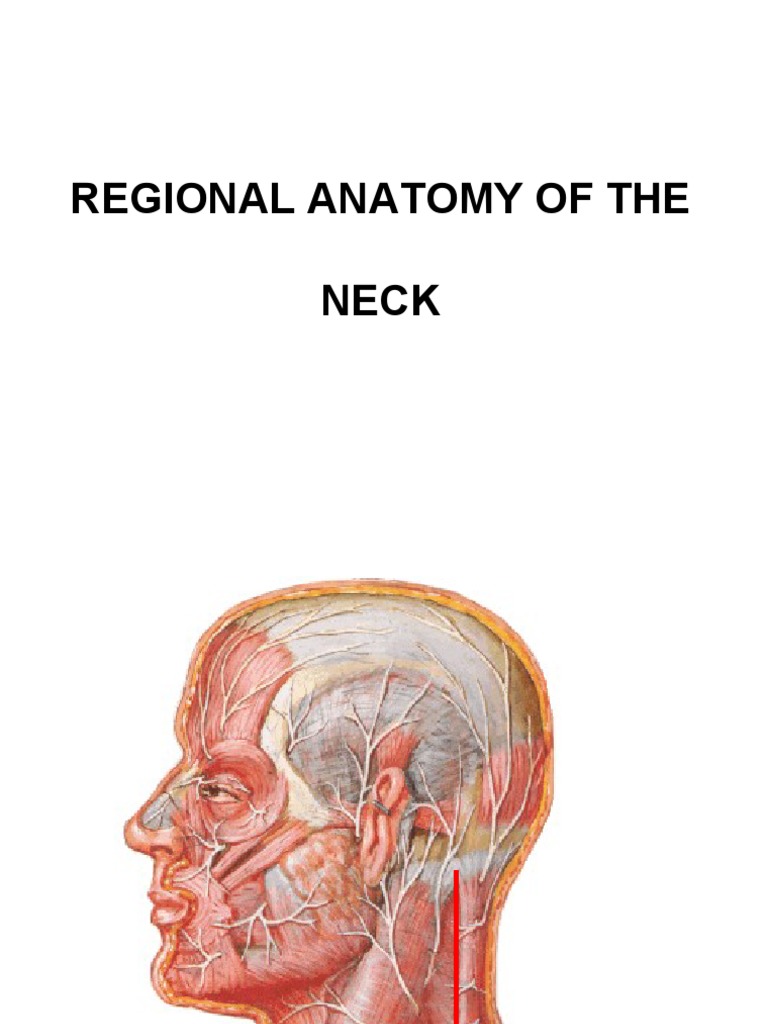 ANATOMY OF THE NECK