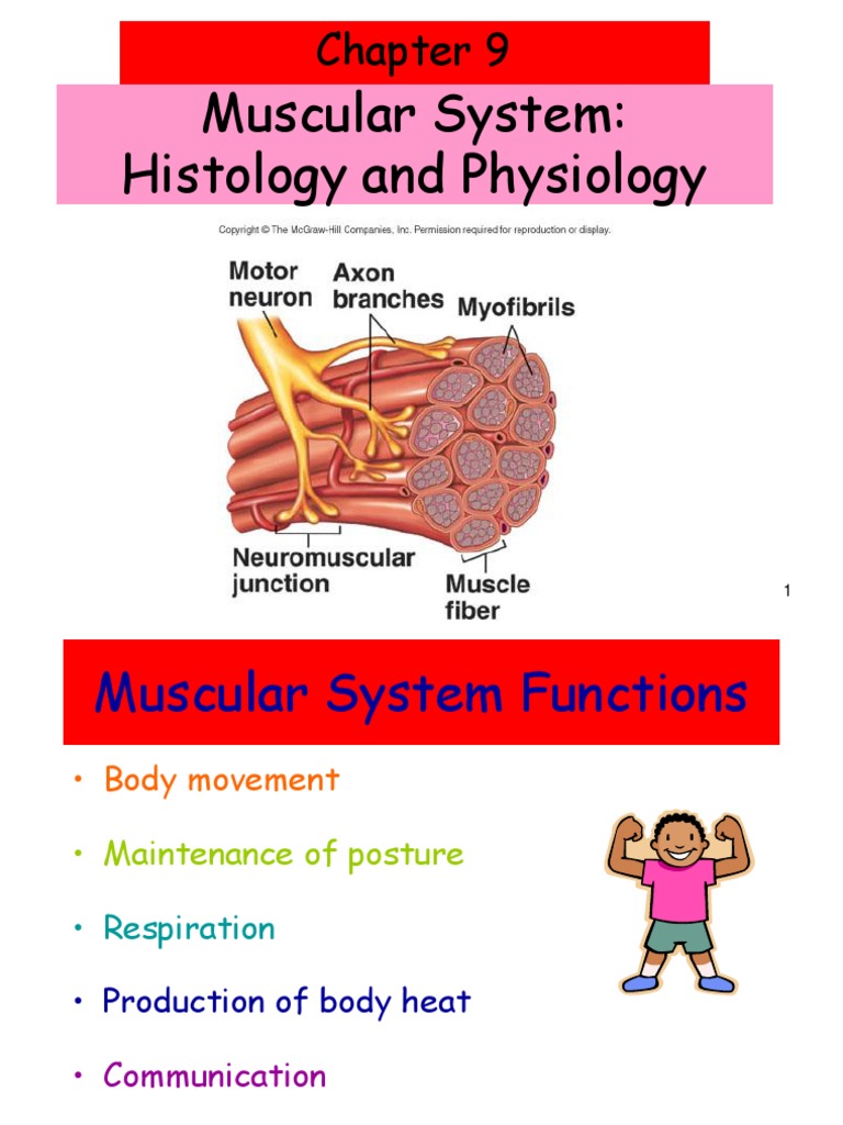 Muscular System: Functions and Physiology | PDF | Muscle Contraction ...