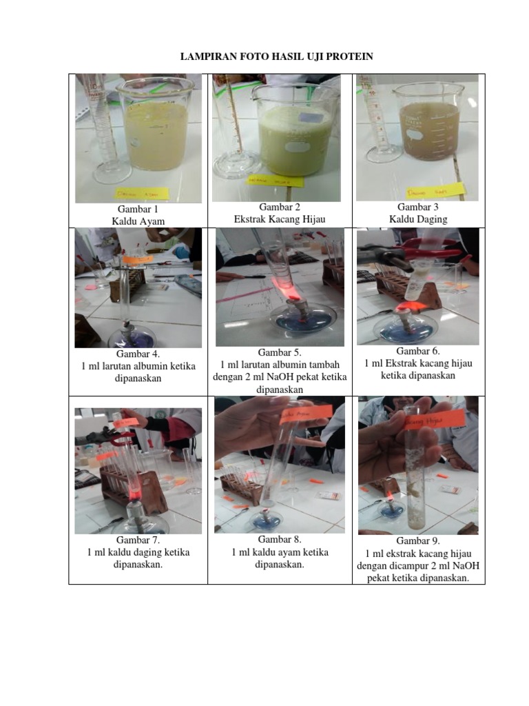 Lampiran Uji Protein | PDF