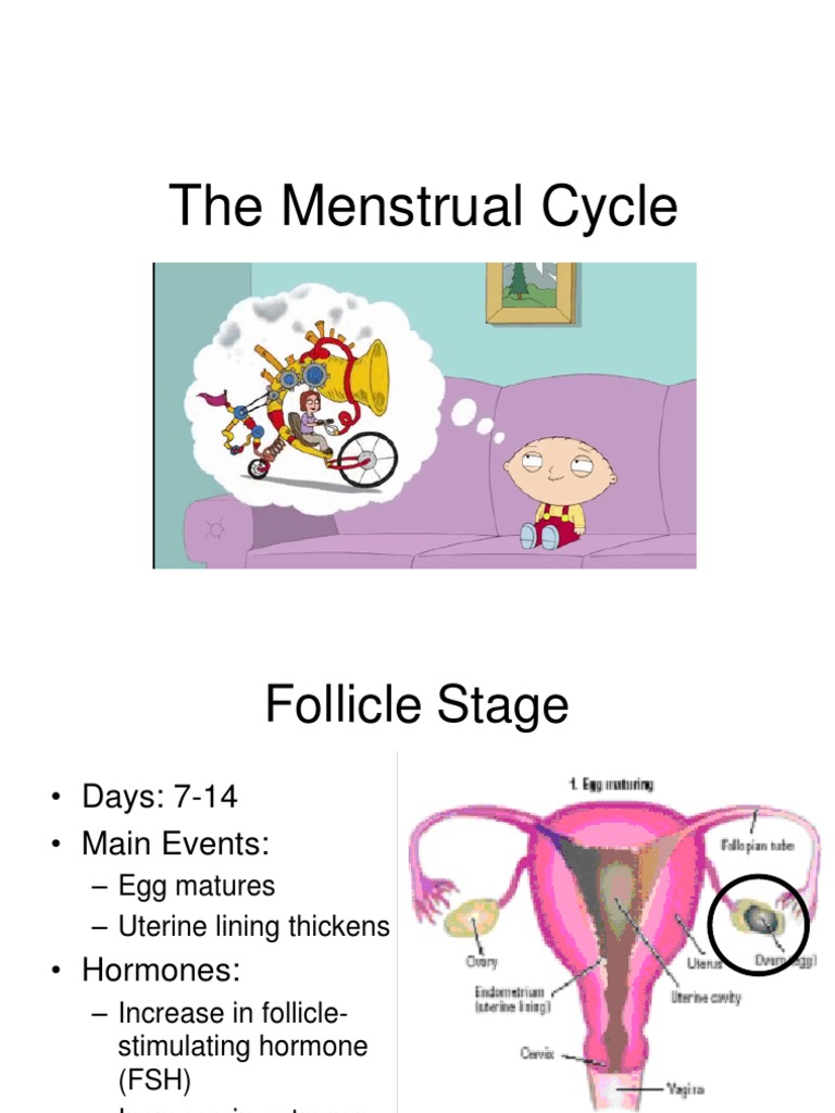 Menstrual Cycle | PDF