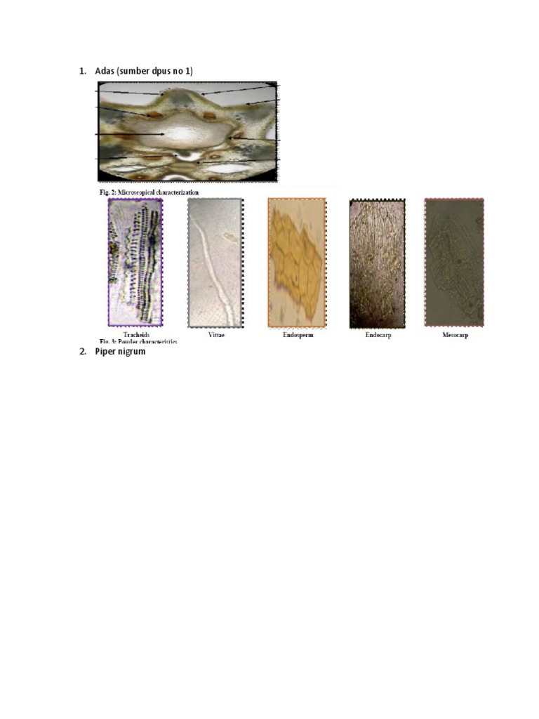 Adas (Sumber Dpus No 1) | PDF | Plants | Branches Of Botany