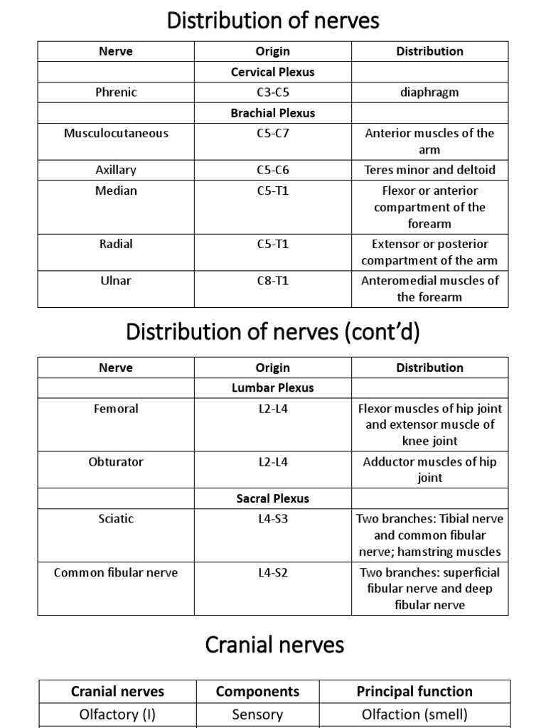 Nerve Origin Distribution Cervical Plexus | PDF | Arm | Musculoskeletal ...