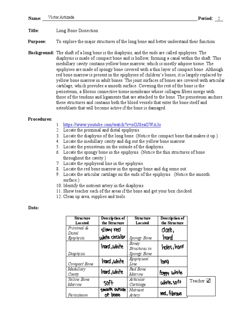 Long Bone Dissection Overview | PDF | Bone | Bone Marrow