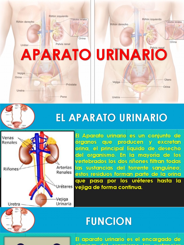 Aparato Urinario | PDF | Sistema urinario | Orina