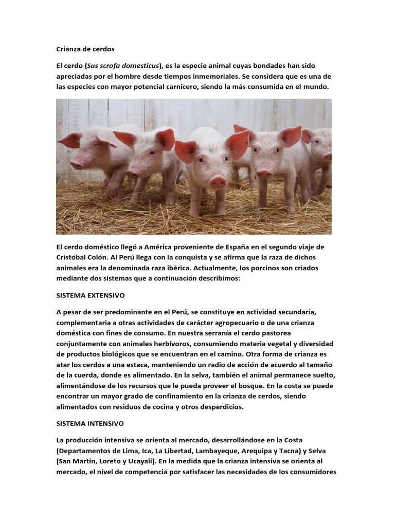 Crianza de Cerdos | Cerdo doméstico | Perú